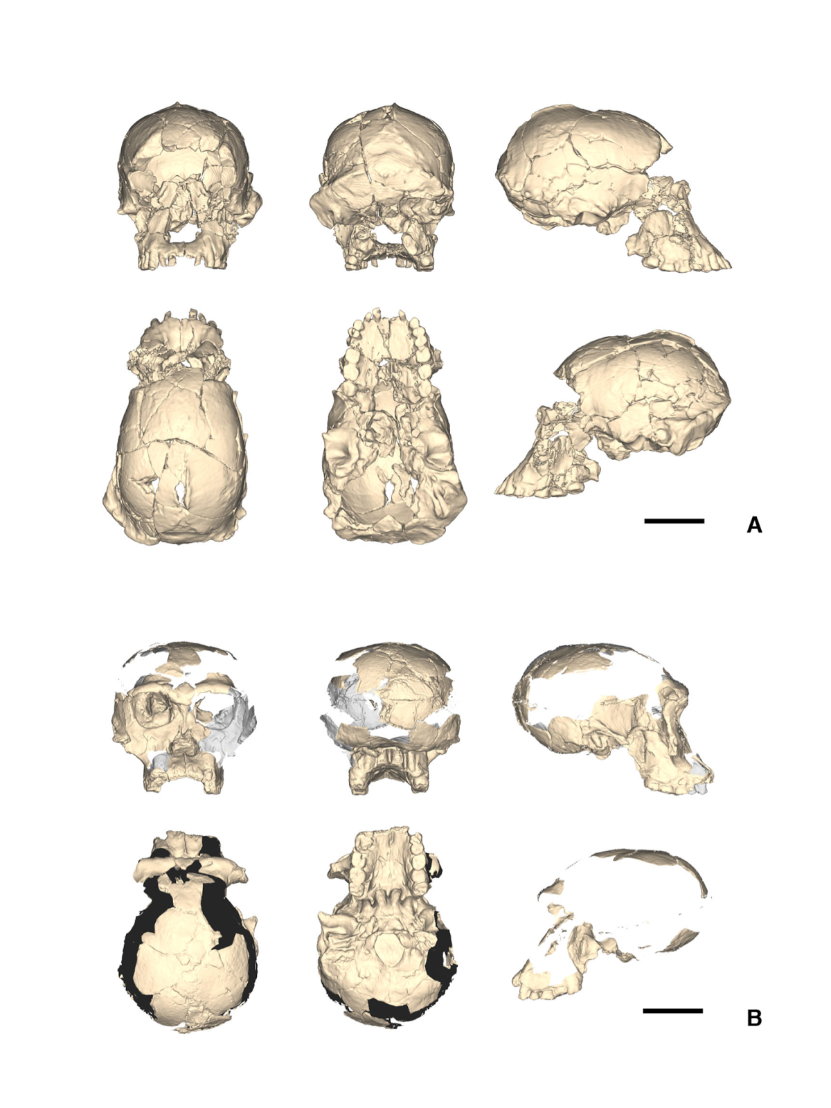 Paleoantropología hoy: Homo habilis