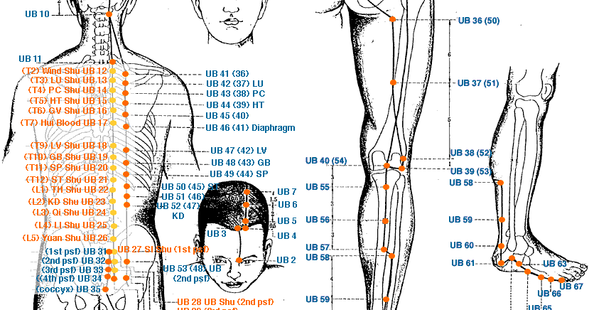 Magic Shiatsu : THE Bladder Meridian