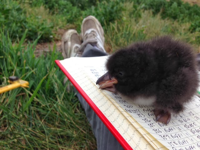 Baby Puffin (Pufflings) - Serenity Farne Islands Boat Tours and Trips