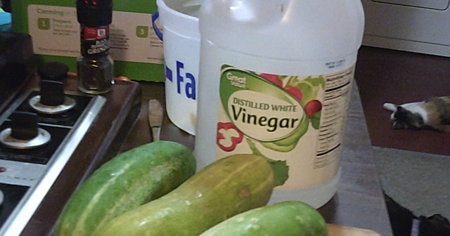 Wild Rambles: The great pickle experiment....