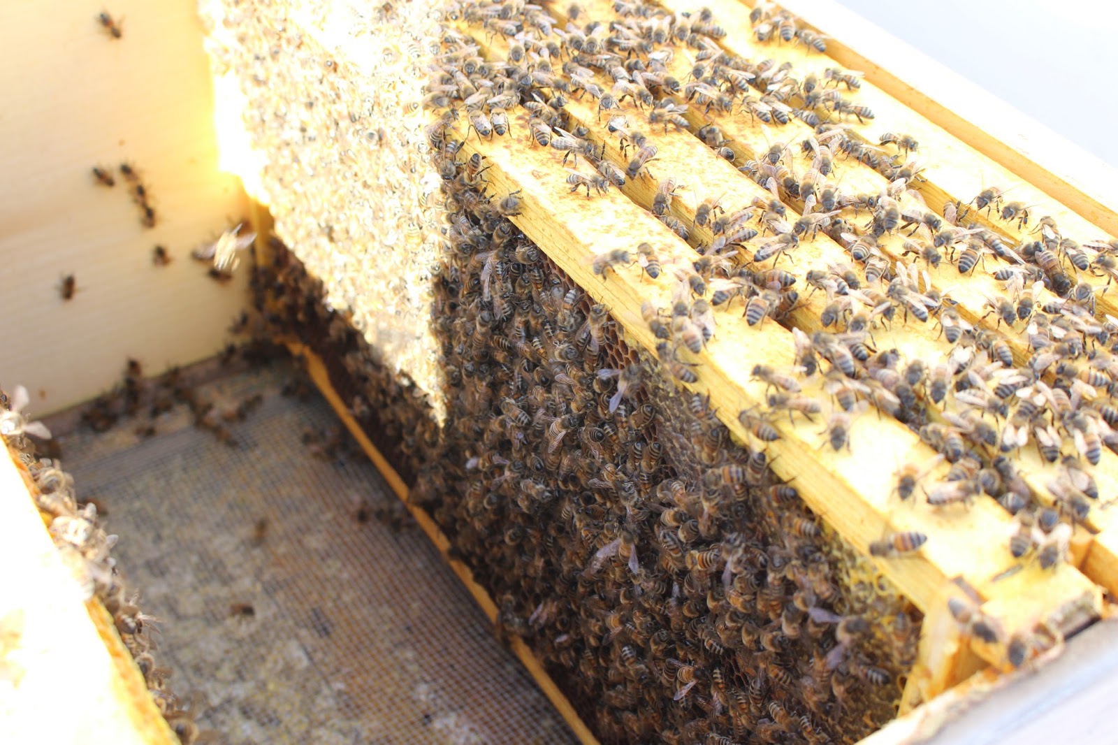 Chicken Scratch Poultry: Bee Hive Spring Preparation