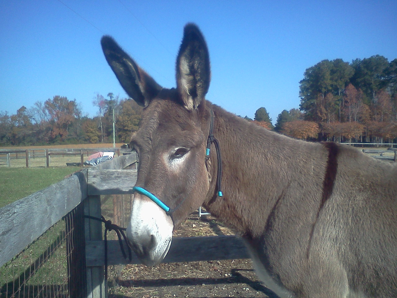 St.Clair Red Mule Farm -Mule & Donkey Adventures: H. Cooper Black ...
