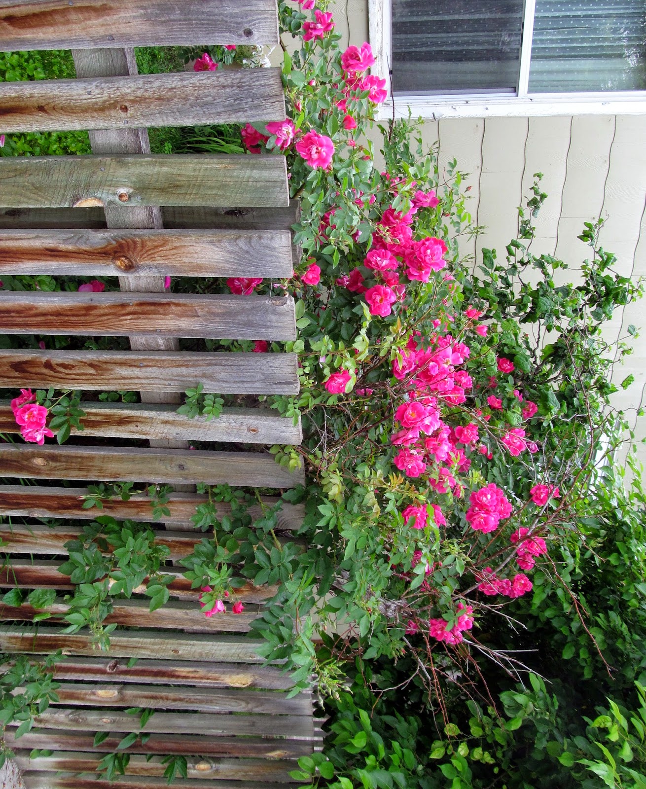 Pinecones and Roses: Roses, Roses, Roses......................