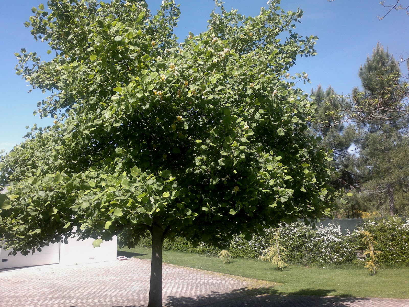 PEGASUS: Liriodendro / Tulipeiro da Virgínia (Liriodendron tulipifera) II