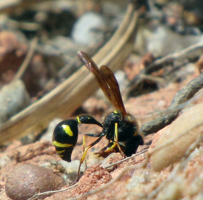Wildwings and Wanderings: Heath Potter Wasp and Weevil Hunting Wasp