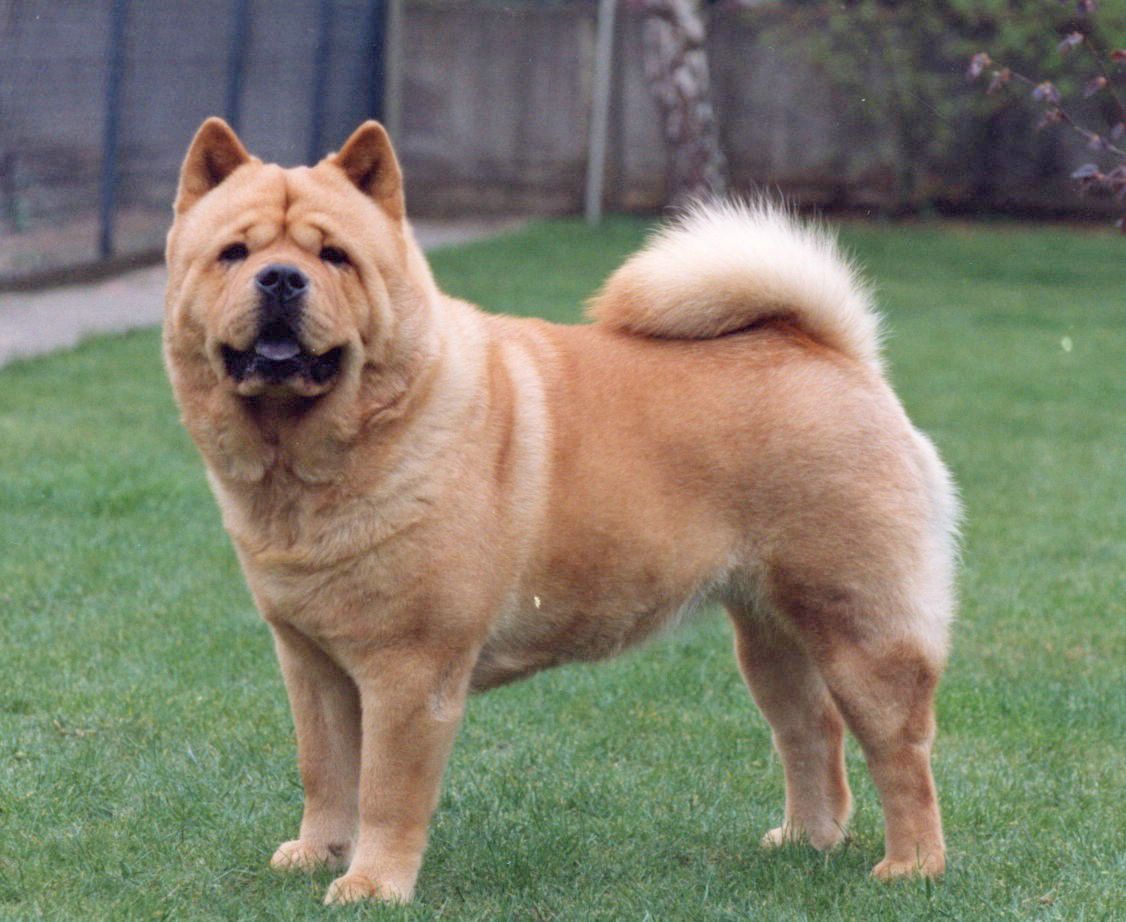 Chow Chow Dogs Latest Facts And Pictures | All Wildlife Photographs