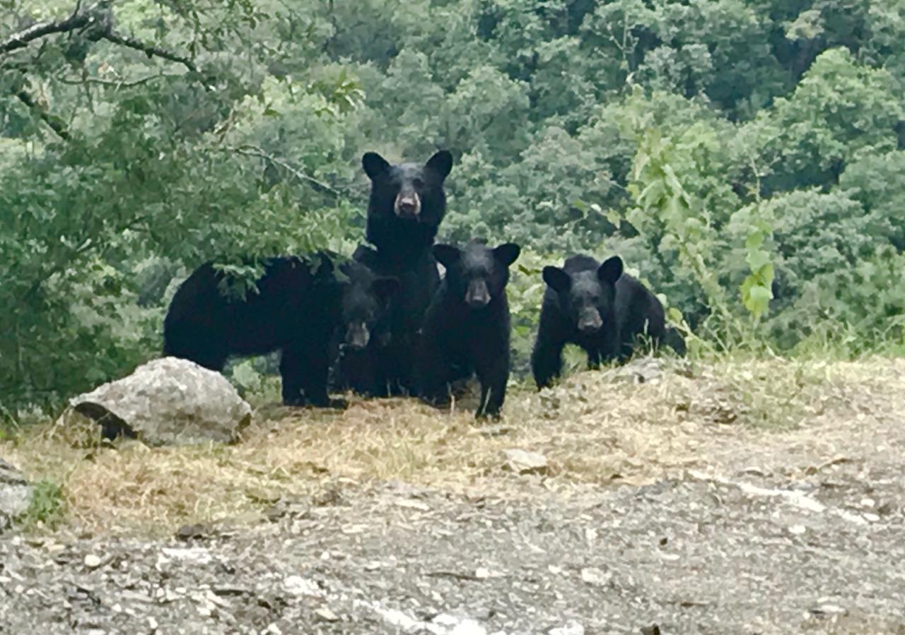 Cazador Mexicano: La mañana del 28 de Noviembre 2018 en Parque ...