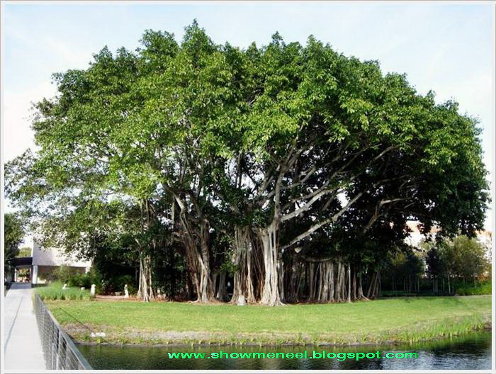 Showmeneel: The Great banyan tree - a tree with multiple trunks and ...