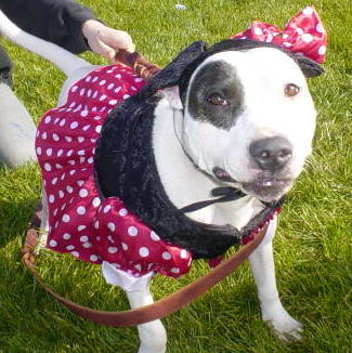 Life's the Pits... Bulls that is: Halloween Costumes for Pit Bulls