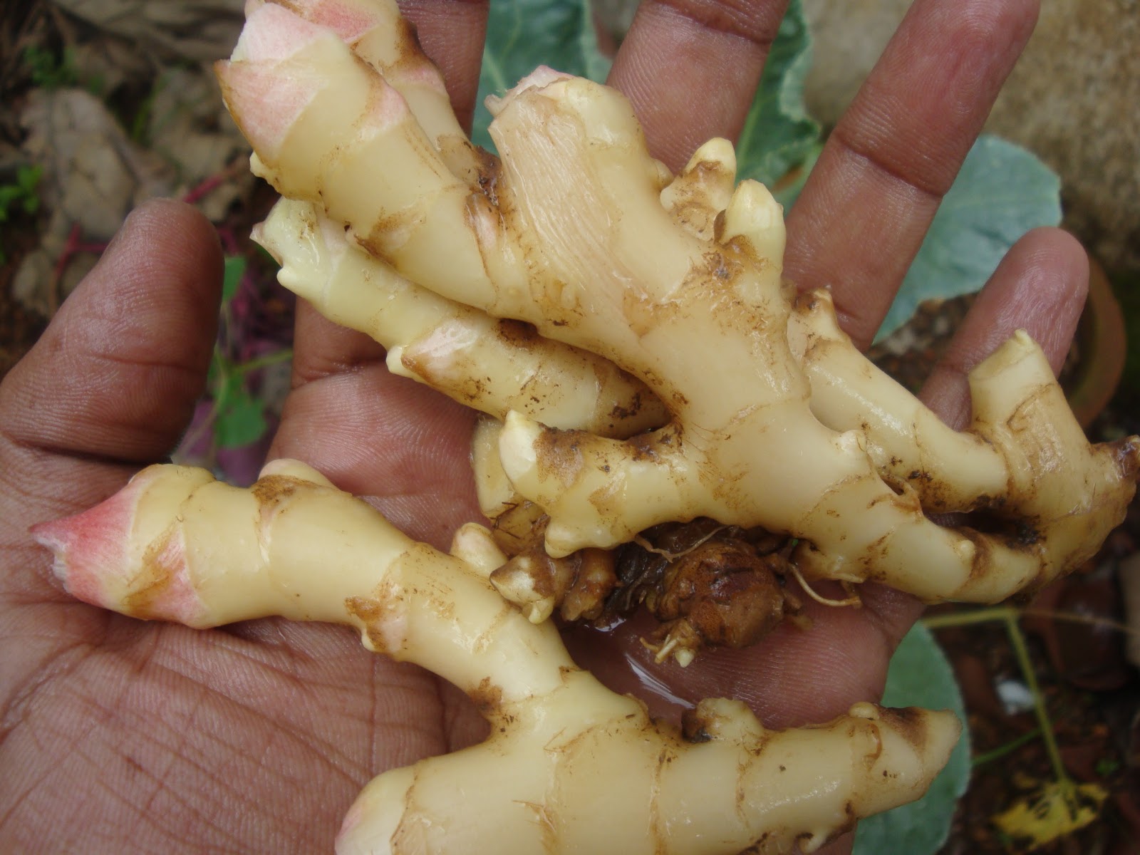 Organic micro farm and vegetable terrace garden : Ginger Plantation