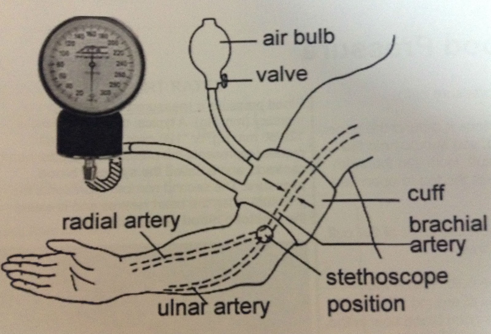 Kelly s Expanding Knowledge Blood Pressure Lab Kelly s Expanding Knowledge Blood Pressure Lab
