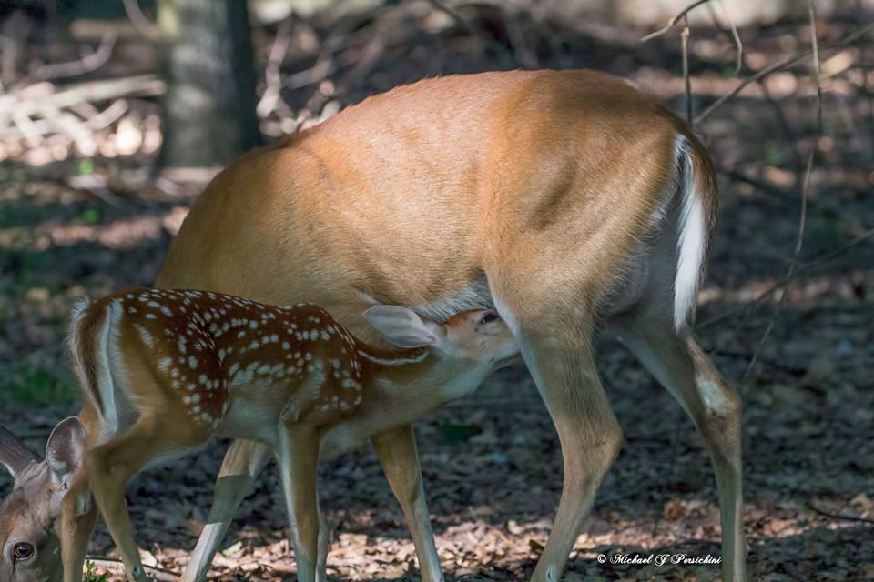 A Dixie Lady Deer Hunter: Morning Of Fawns #3