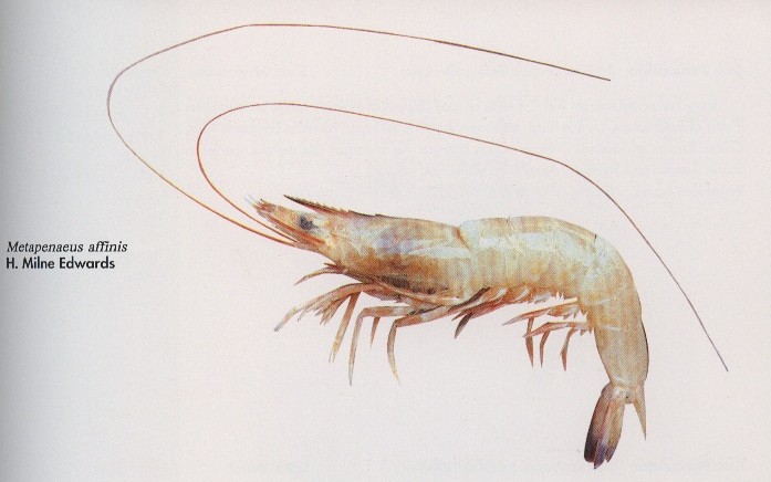 Berbagai Jenis Udang di Perairan Indonesia dan Laut China Selatan ...