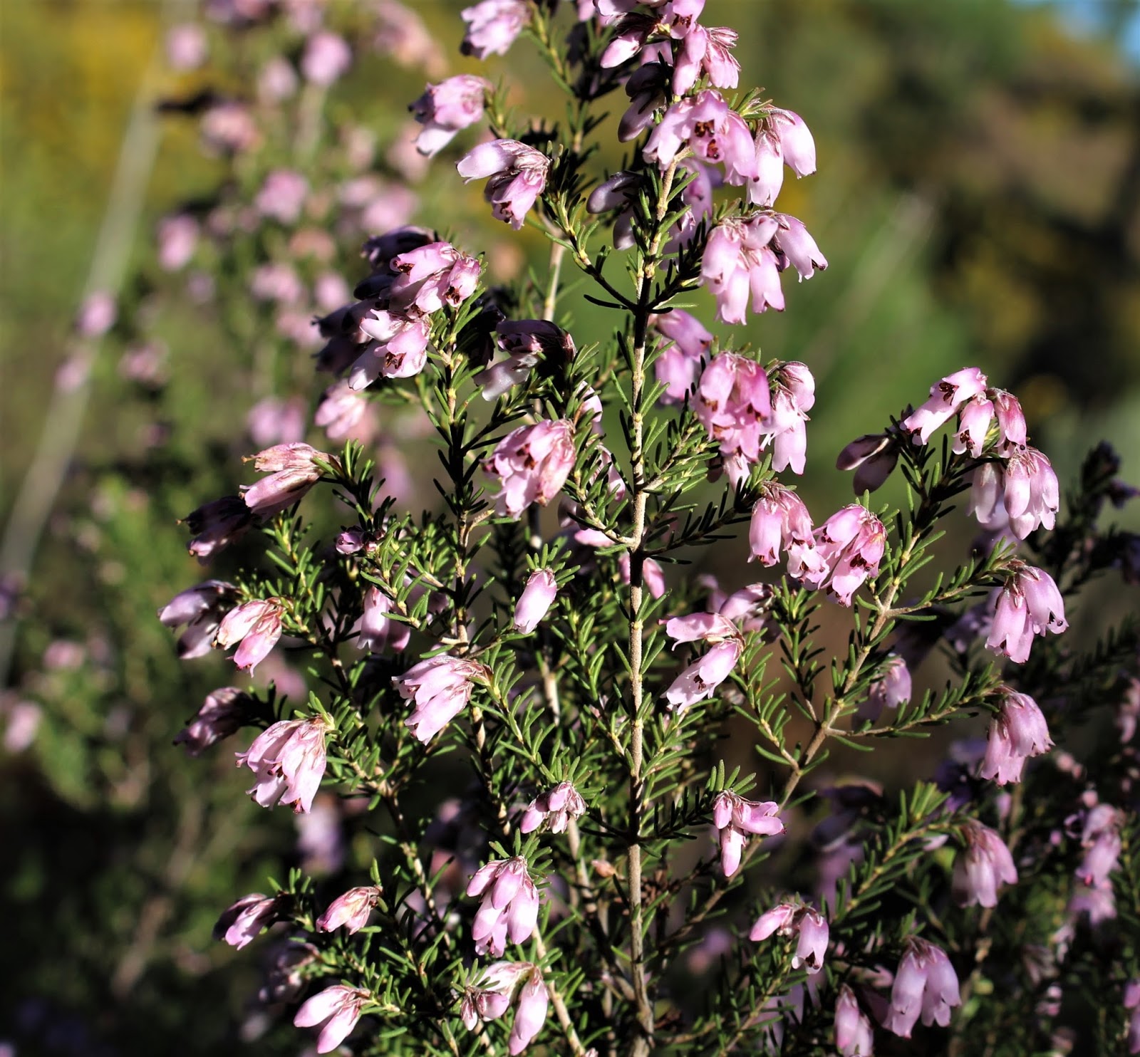 Flora da Serra da Arrábida: Urze-vermelha (Erica australis)