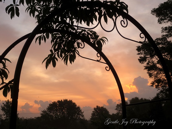Gentle Joy Homemaker: Early Morning Walk In the Garden.....