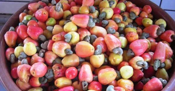 Cajuí ou Cajuzinho uma bomba de vitamina C - Coisas do Nordeste - O ...