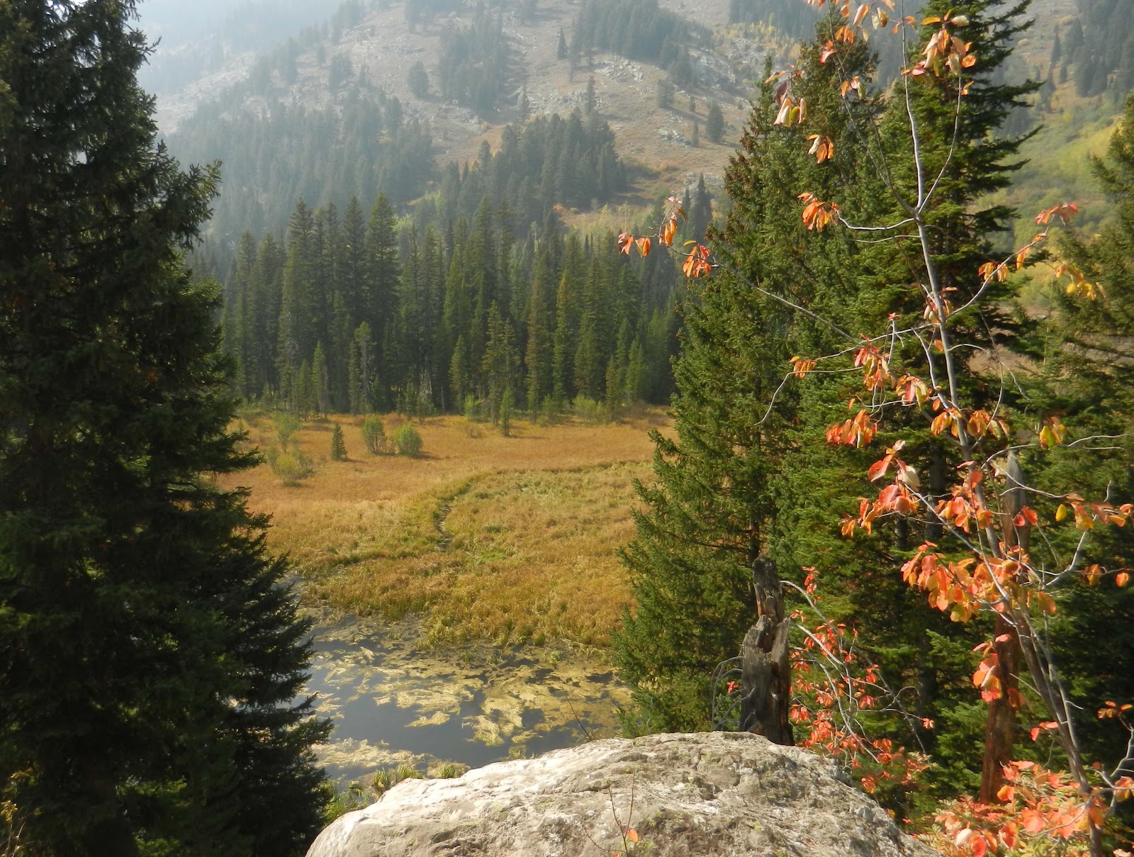 Cat Patches: Moose Ponds Loop Trail