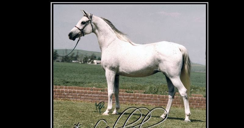 A Journey of Appreciation - The Asil Arabian Horse