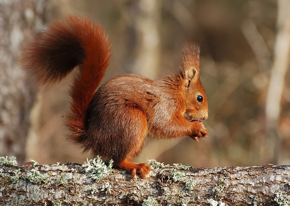 La Cuerda del Equilibrista: Feliz Día de la Ardilla