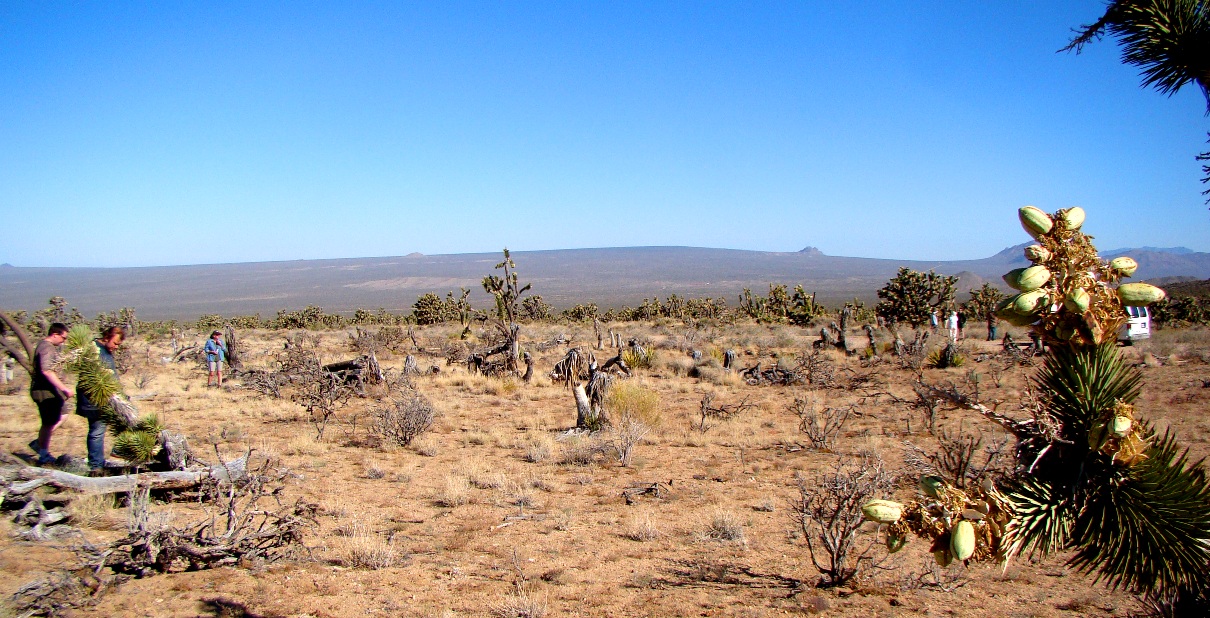 Geotripper: Out in America's Never Never: The Mojave, a Vast Unknown ...