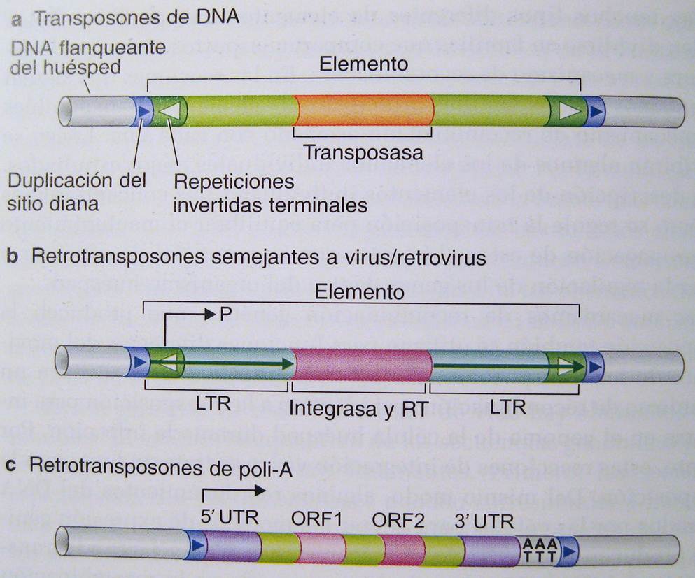 BIOLOGIA MOLECULAR