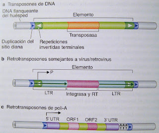 BIOLOGIA MOLECULAR
