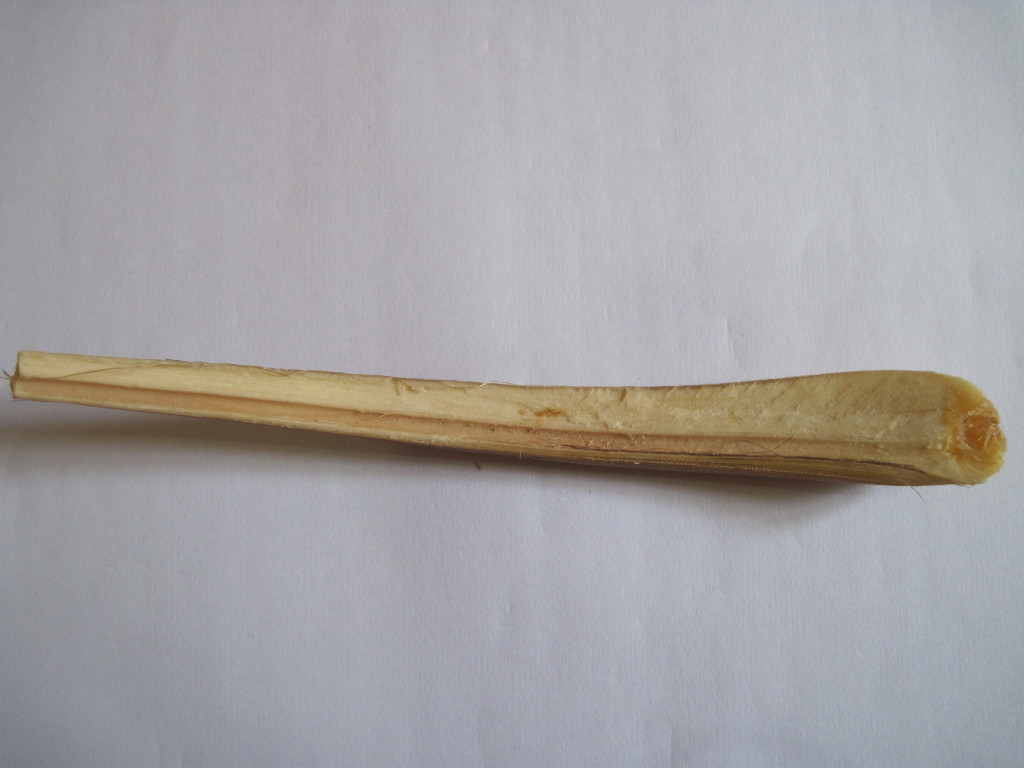 white monks at sri lanka: Thal ala mit Hakuru