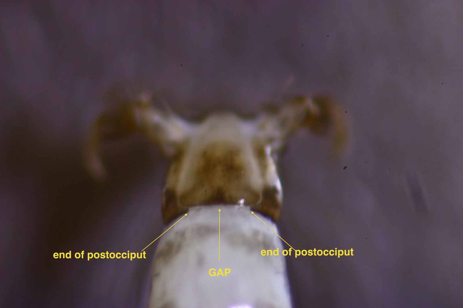 Aquatic Insects of Central Virginia: Stream Report: Long Island Creek ...