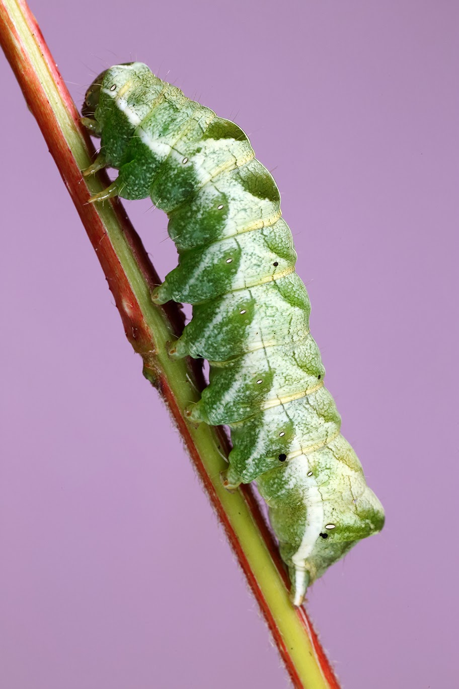 JJ's Photographic nature blog: What a carry on...