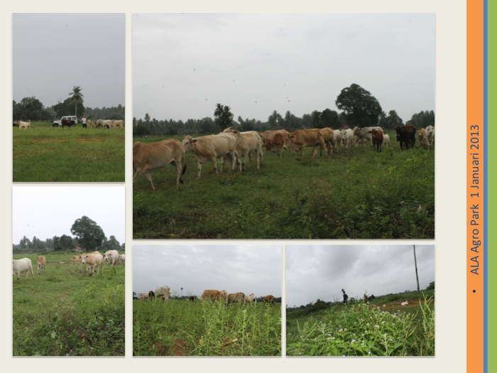 Ladang Ternak Lembu Rumput Napier