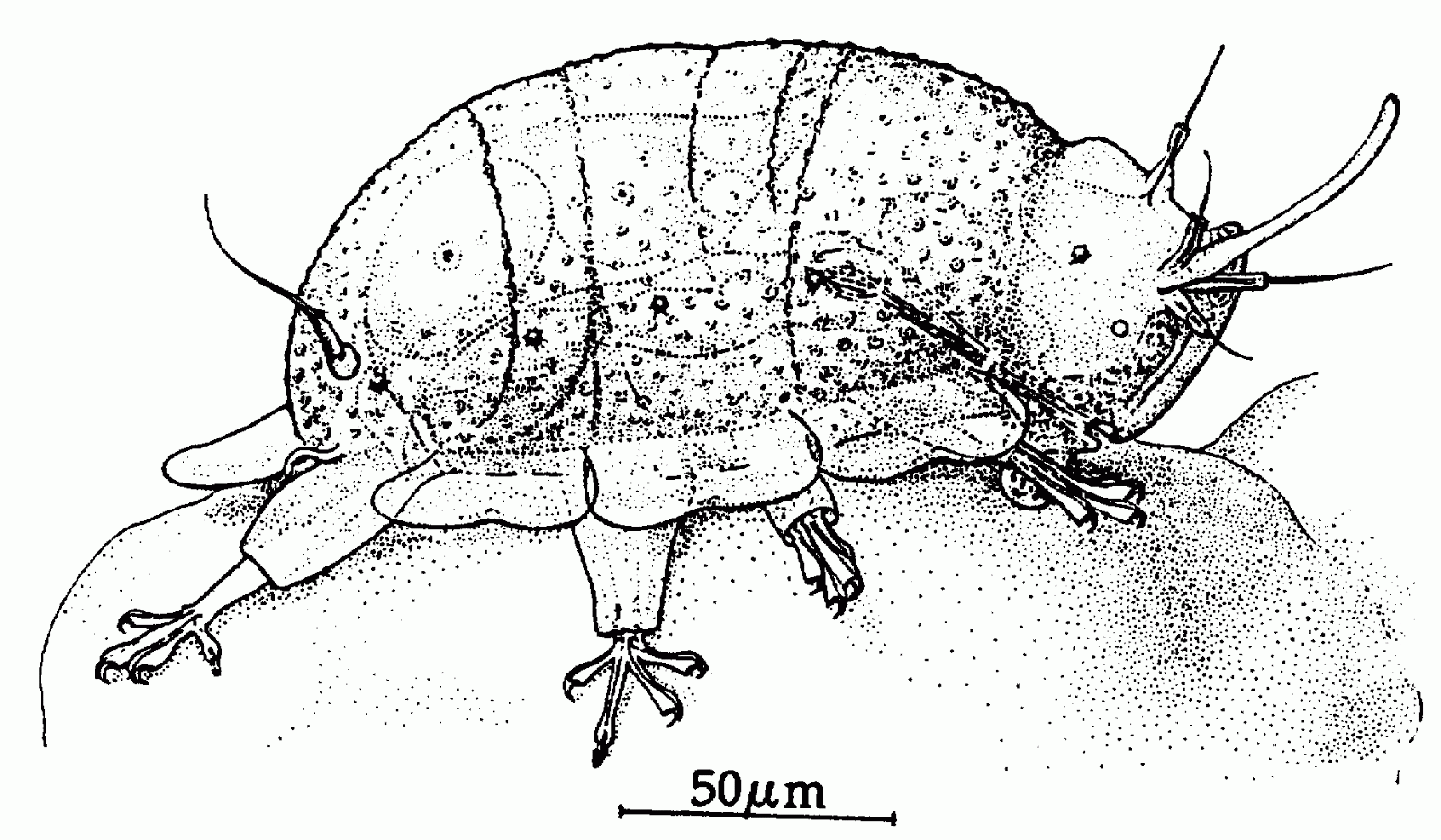 AudiePedia: Tardigrandes, The Indestructable Water Bear