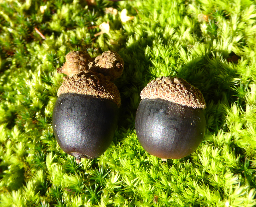 Teresa Kasner: Black Acorns & Fall is in the Air