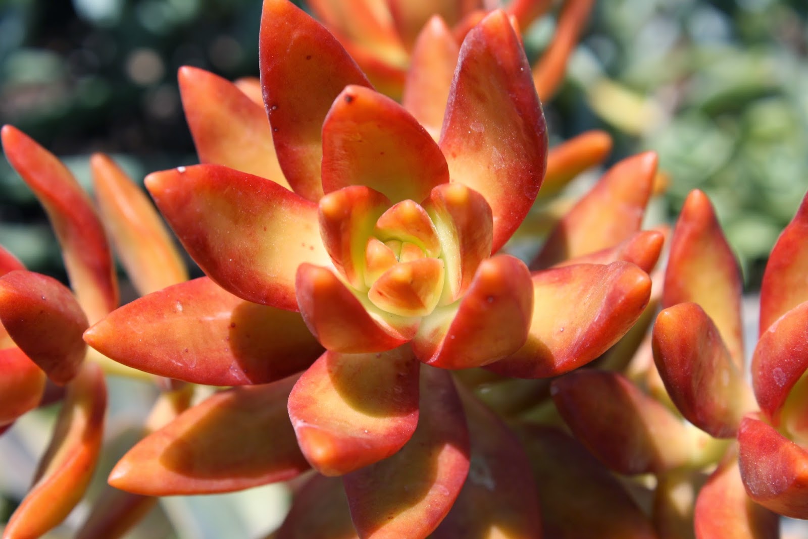 Vivero Growers Garden: Blooms, Cactus and Succulents Oh My!