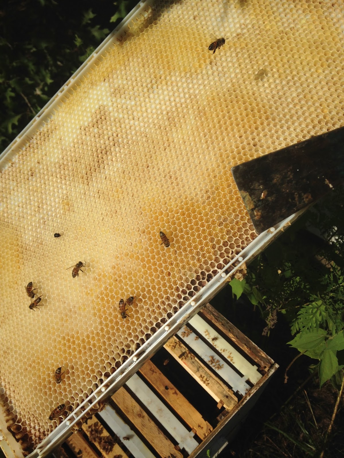 The Bungling Beekeeper's Beekeeping Blog: Facing Reality - The Hive Count