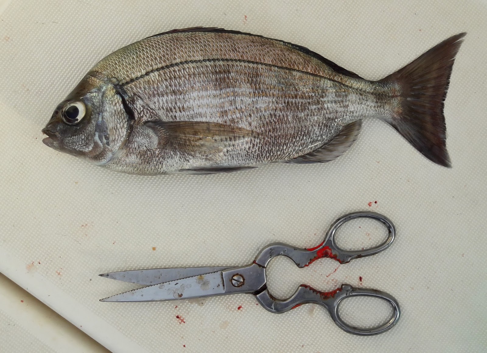 PESCA Y GASTRONOMÍA: LA CHOPA: PESCA E INTERÉS CULINARIO