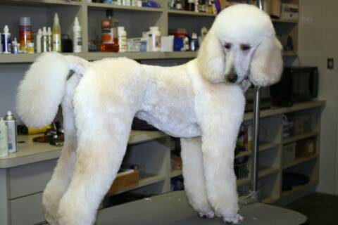 Huxtable The Poodle | Toy Poodle Blog | Parti Poodle: Cream and White ...