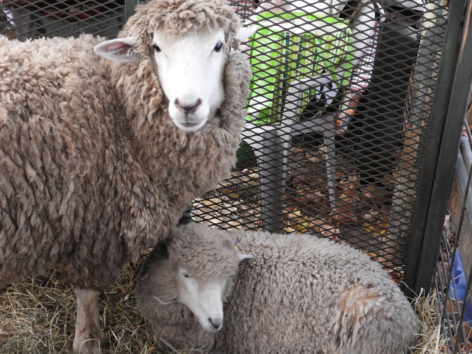It's All About Purple: New York Sheep & Wool Festival 2018