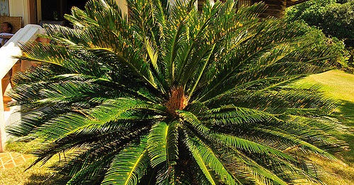 List of Threatened (Endangered) Species of Plants in the Philippines ...