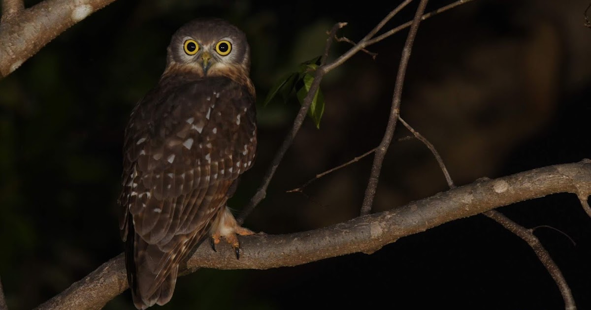 Variety of Life: Strigidae