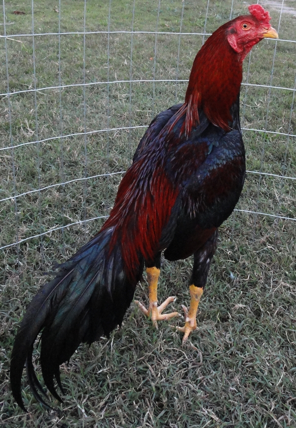 KING GHAZI: Indian Asil