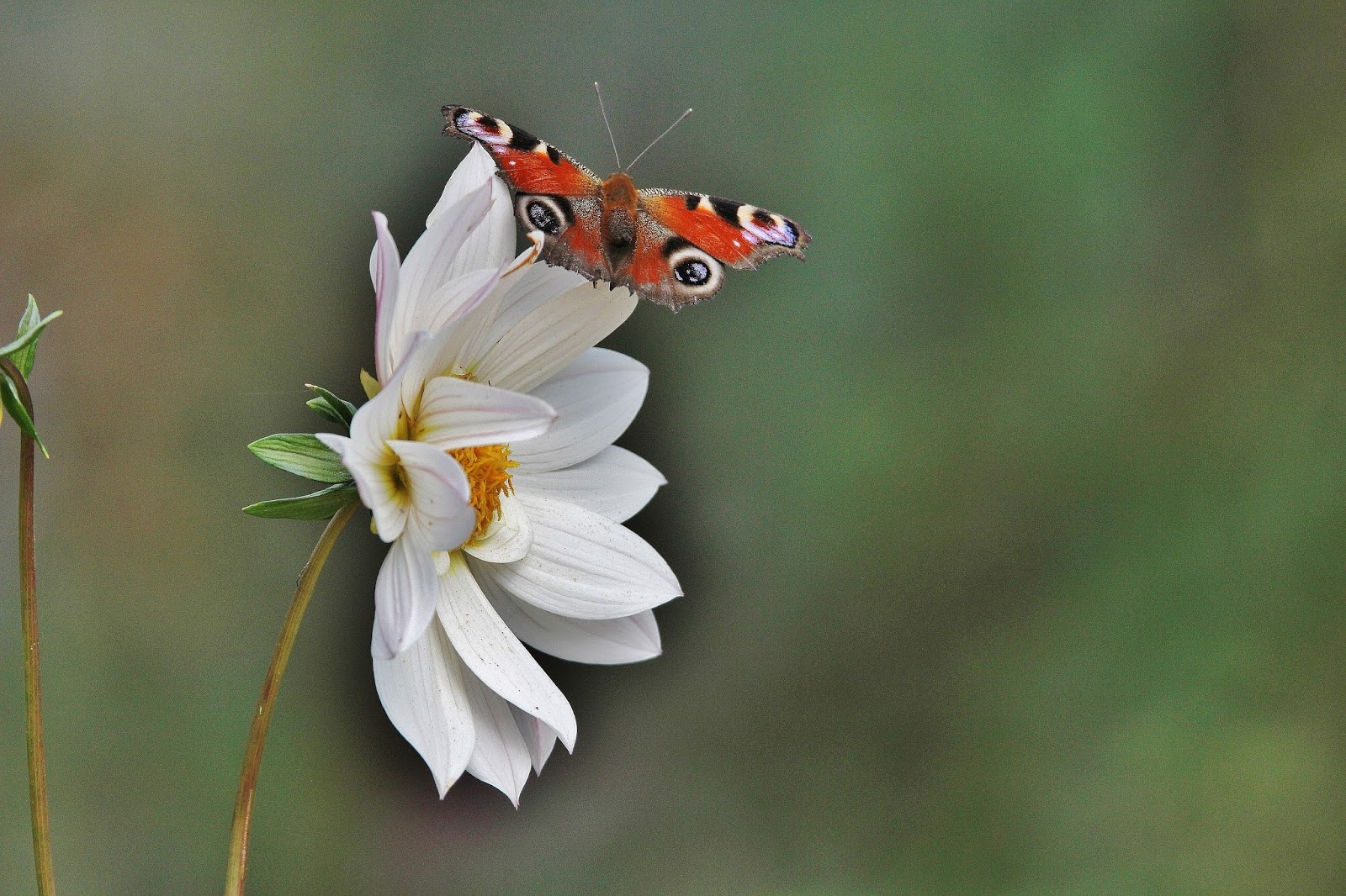 AMSTERDAMSE WATERLEIDINGDUINEN AWD: Nederlandse Vlinders