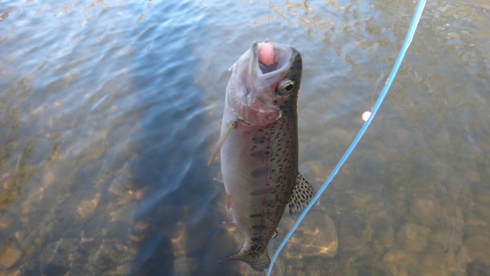 Headwaters Fishing Team: Merced River Trip Report Take Two
