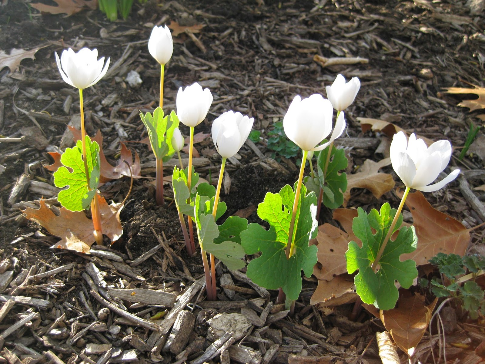 Double Bloodroot Flower