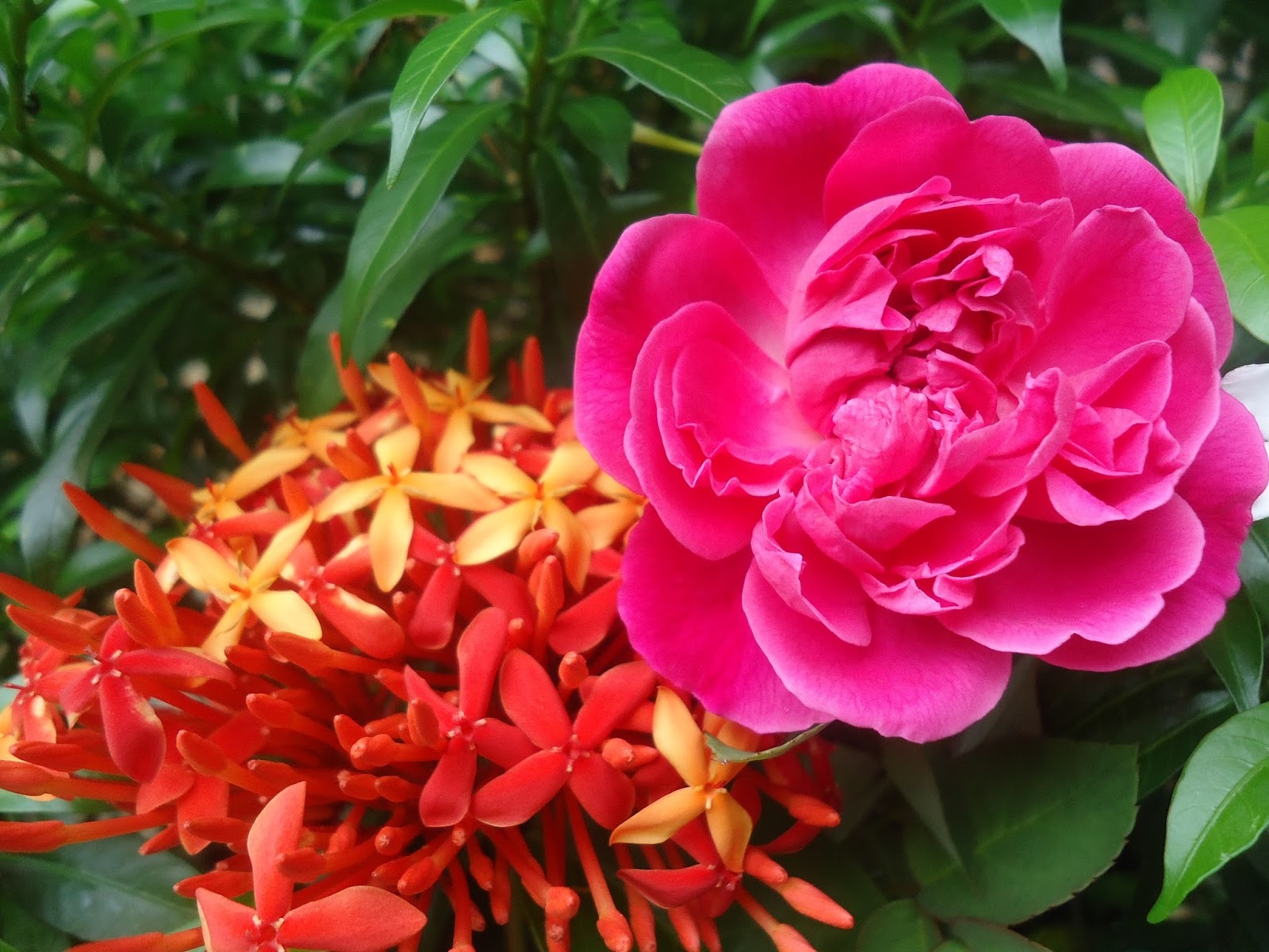 Bunga Mawar Merah dan Pisang - Rumah Daun Muda