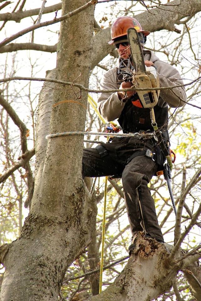 MEC&F Expert Engineers : OSHA opens investigation into death of tree ...