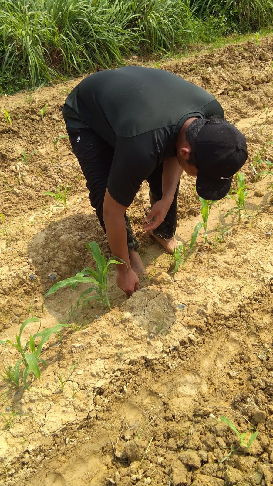 AGR3001 Kump 1: Projek Tanaman Jagung