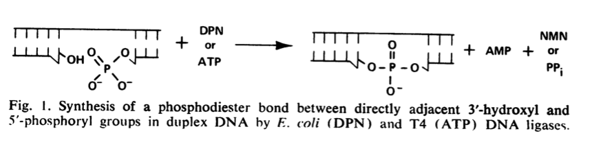 Troubleshooting DNA ligation in NGS library prep - Enseqlopedia