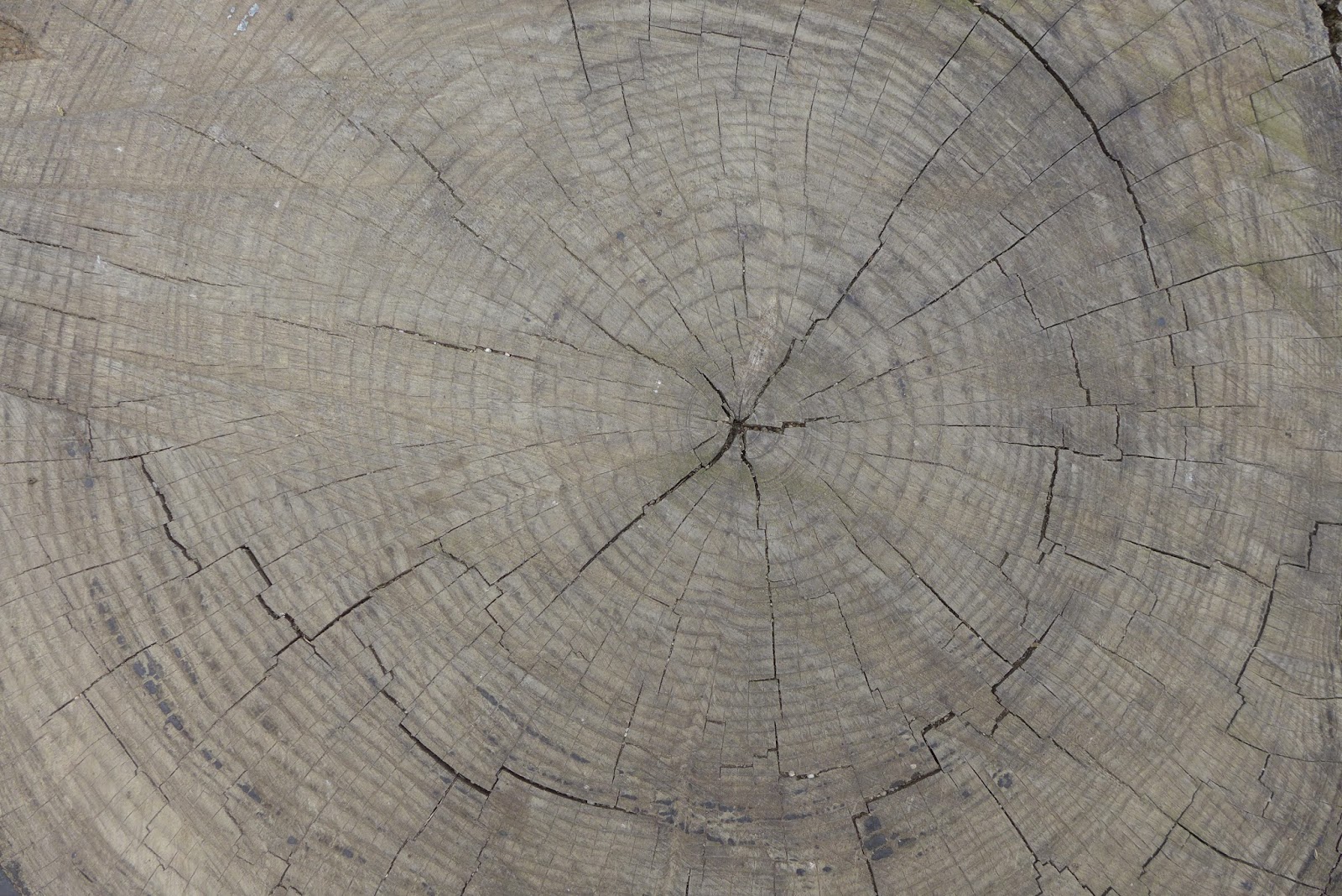 Textura de tronco | Todas las texturas