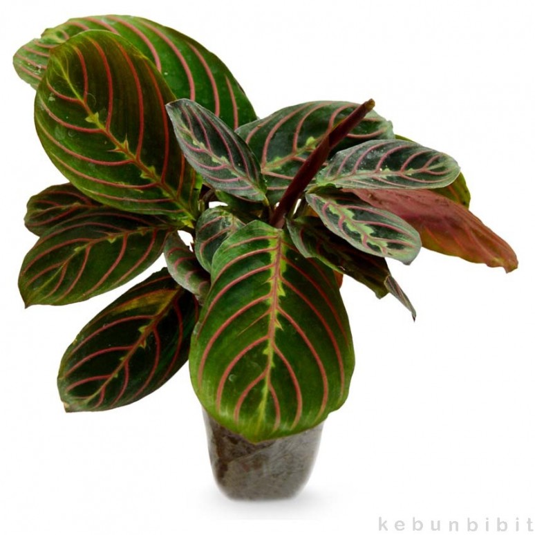 Koleksi Tanaman Hias: Striped Pink Calathea (Maranta Leuconeura ...