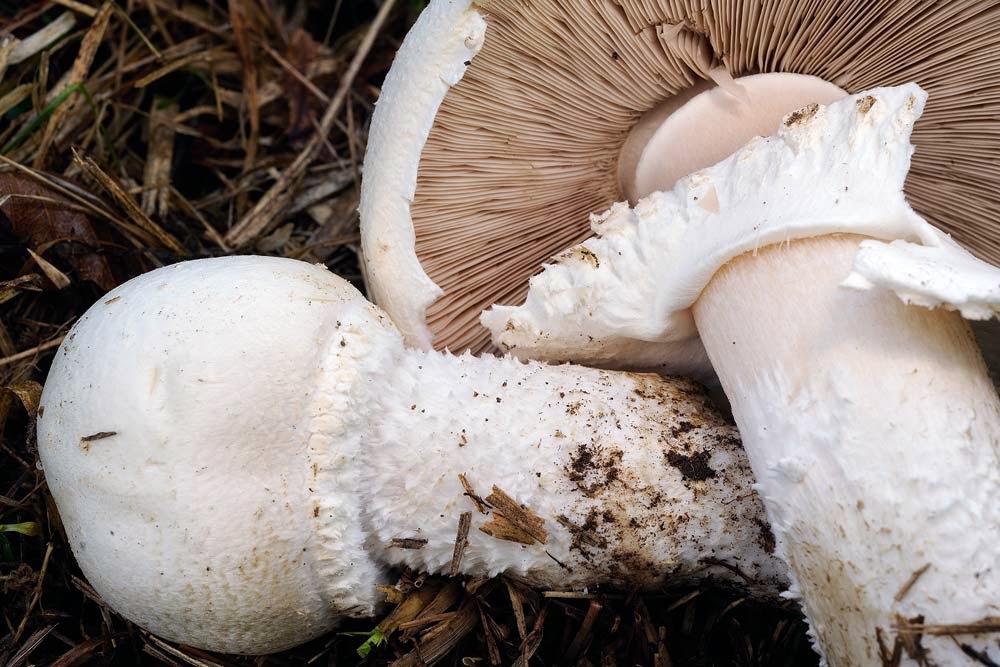 Funghi Teramani: Agaricus urinascens (Jul. Schäff. & F.H. Møller) Singer